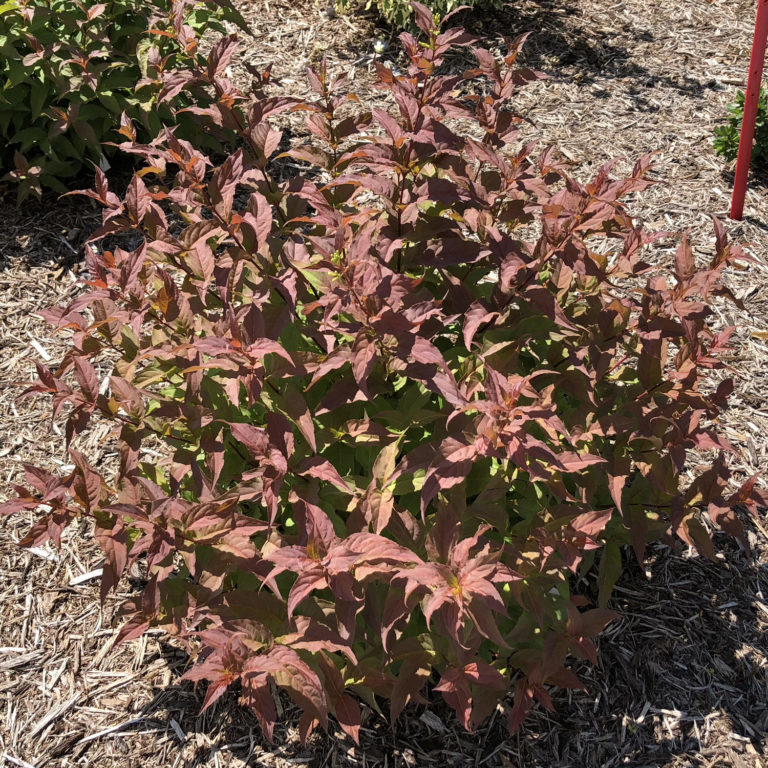 KODIAK® Red Diervilla - Order Online