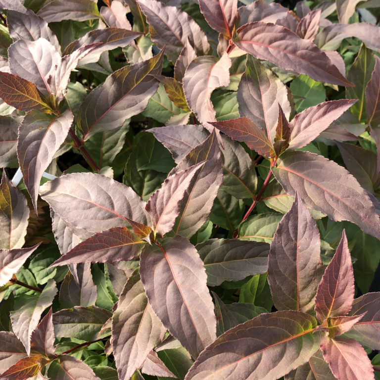 KODIAK® Red Diervilla - Order Online