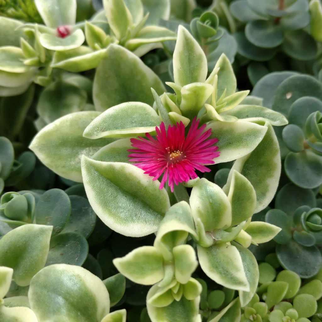 MEZOO™ Trailing Red Aptenia: Succulent Beauty