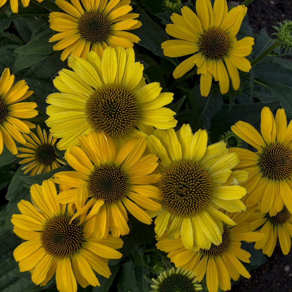 Color Coded™ 'Yellow My Darling' Echinacea