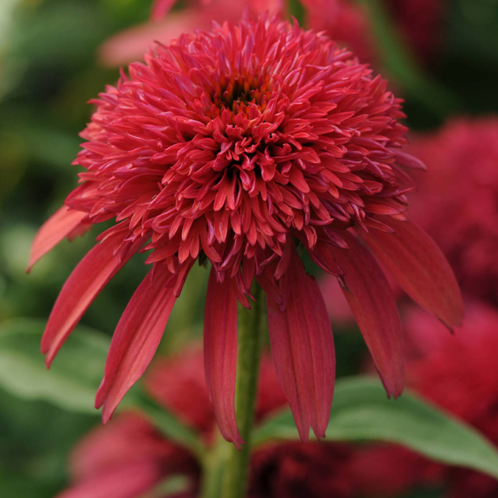 Echinacea Plants | Coneflower Perennials