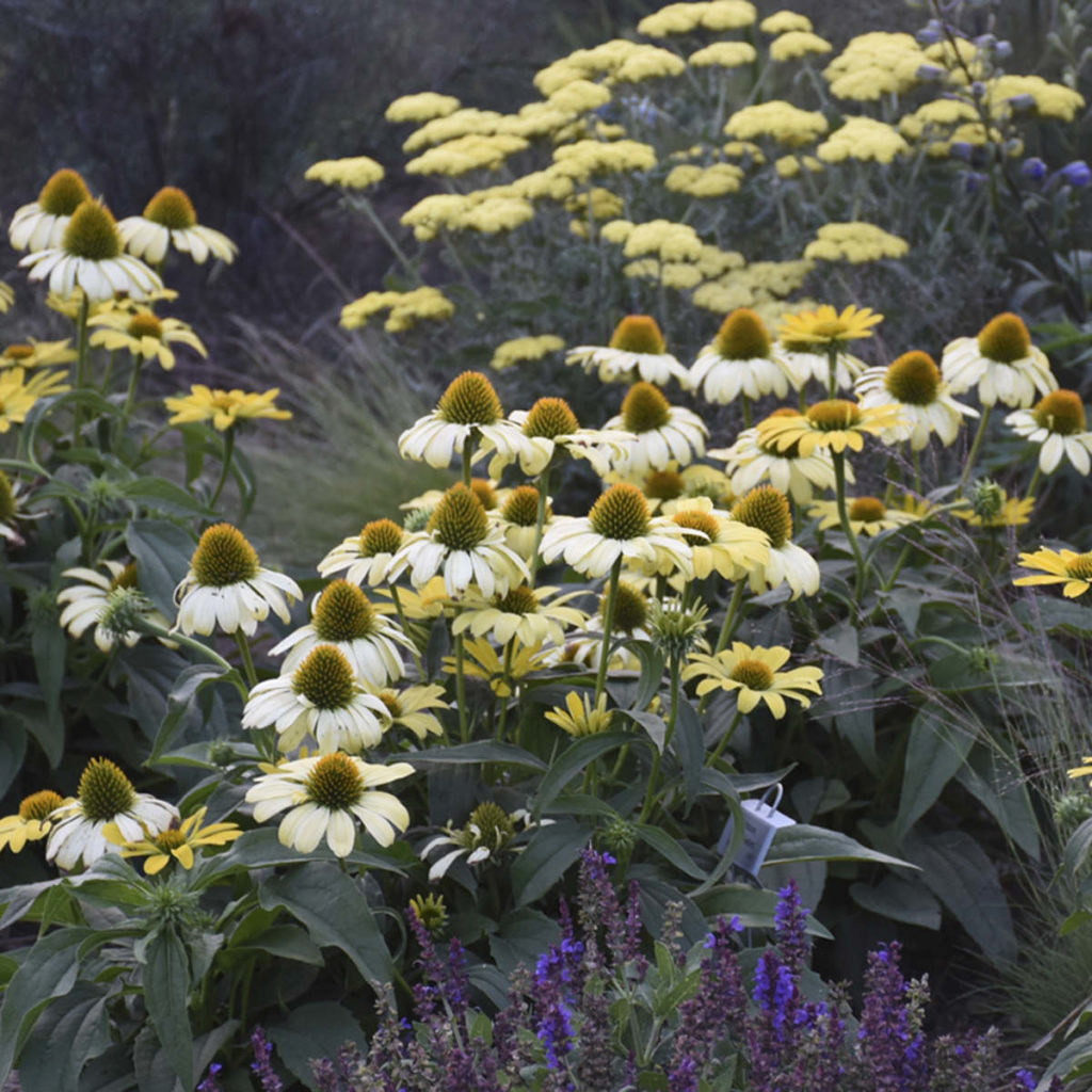 EYE-CATCHER™ Canary Feathers Echinacea (Coneflower)