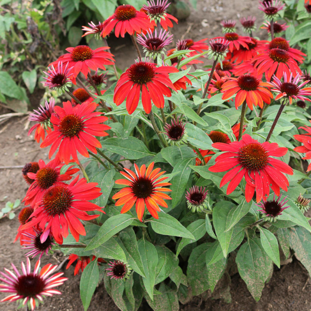 Echinacea Care - Planting, Growing & Cultural Information