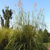 Hardy Pampas Grass (Erianthus ravennae) - Order Online