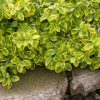 GOLD SPLASH® Euonymus - Order Online