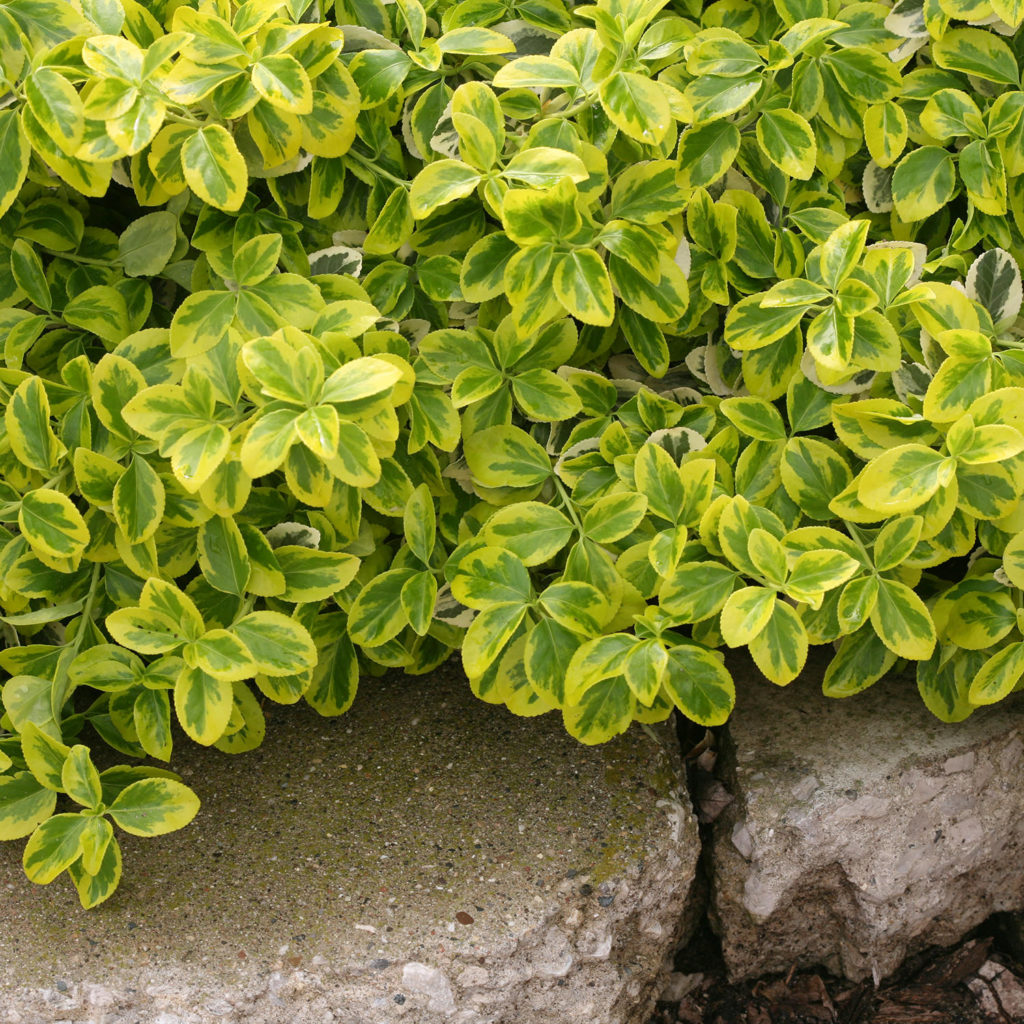 GOLD SPLASH® Euonymus - Order Online