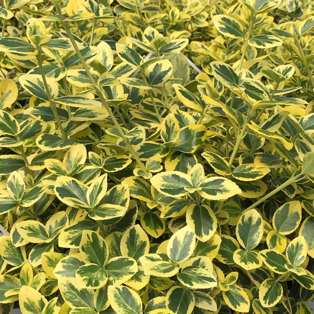 GOLD SPLASH® Euonymus - Order Online
