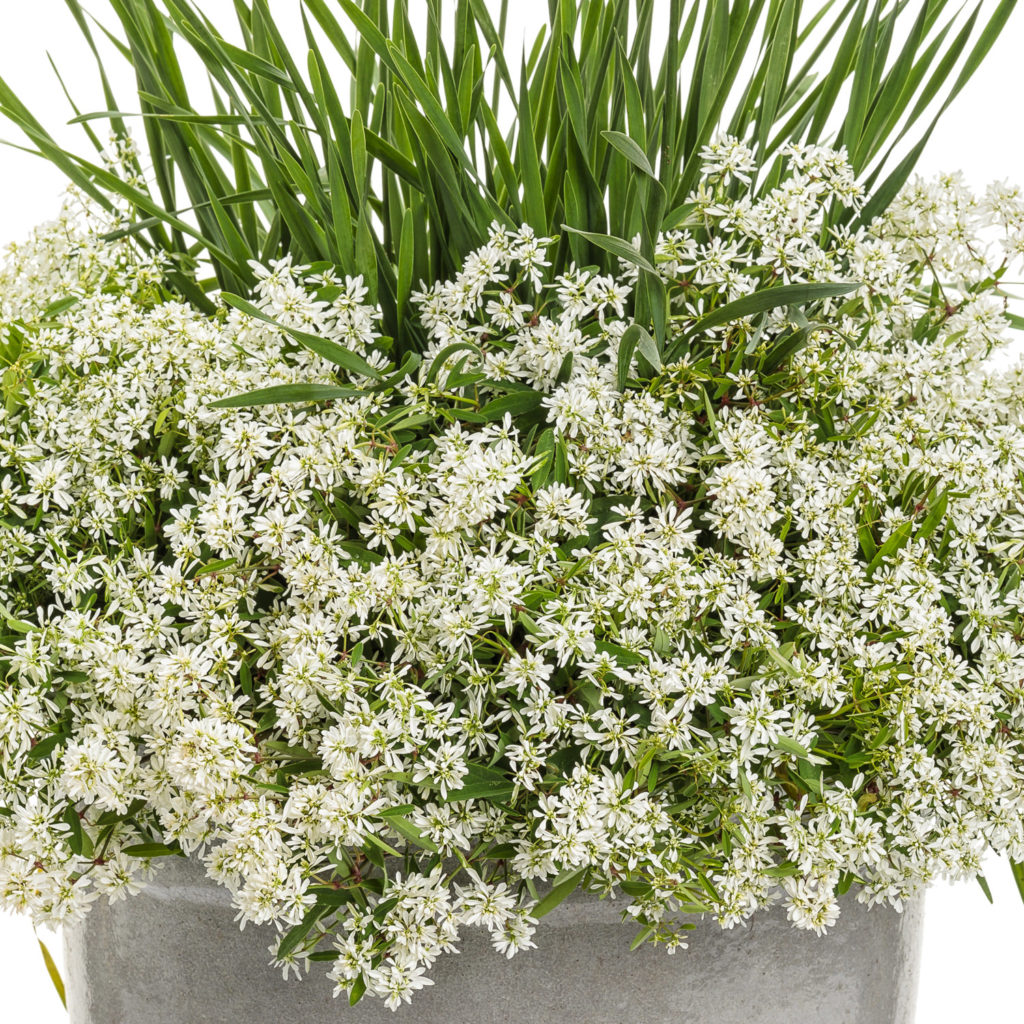 DIAMOND SNOW™ Euphorbia - Order Online
