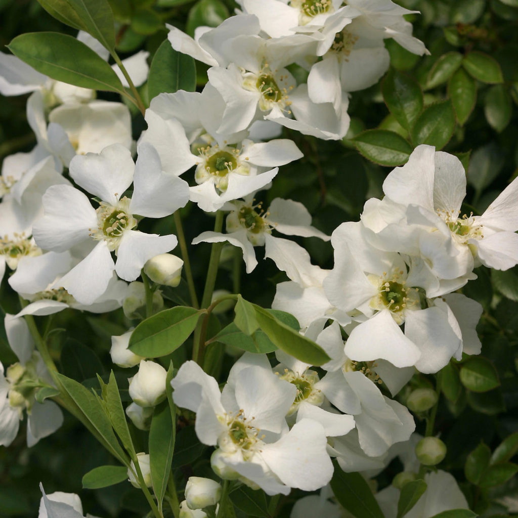 Exochorda SNOW DAY Surprise - Buy Pearl Bush Shrubs Online