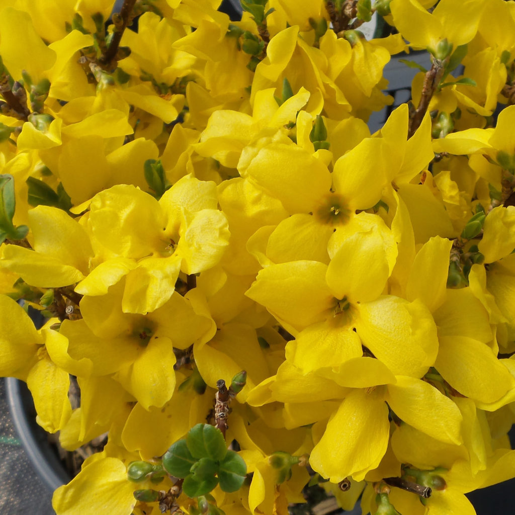 SHOW OFF® SUGAR BABY® Forsythia - Order Online