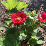 Strawberry BERRIED TREASURE™ Red Fragaria