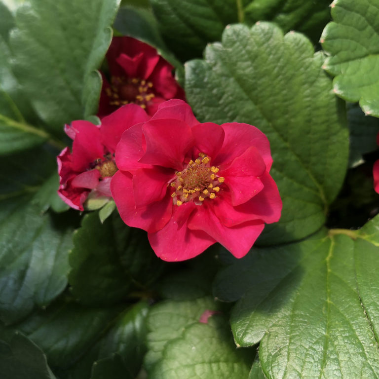 Strawberry BERRIED TREASURE™ Red Fragaria