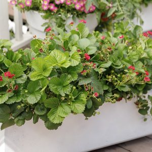 Strawberry BERRIED TREASURE™ Red Fragaria