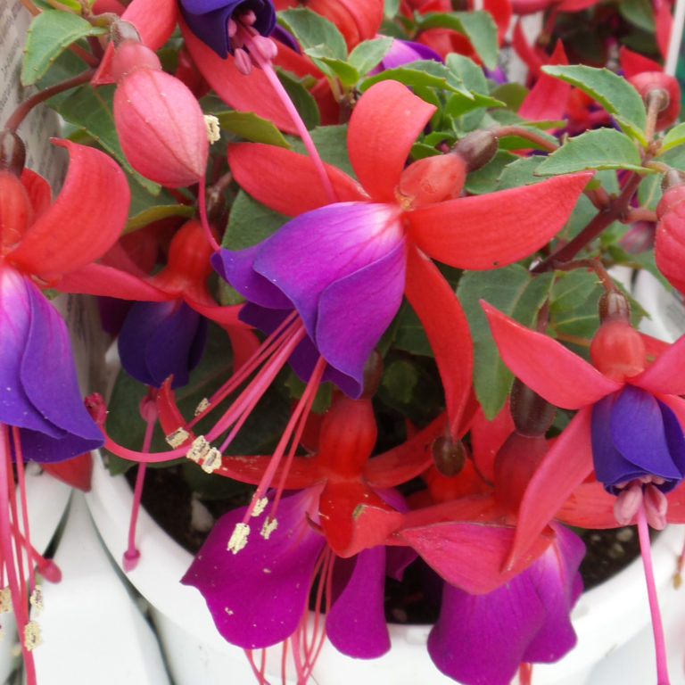 SHADOW DANCER® Marcia Fuchsia - Order Online