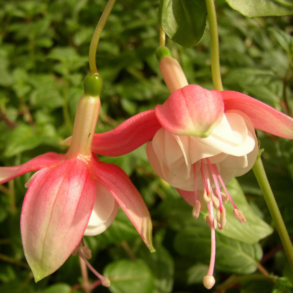 Fuchsia Swingtime - Order Online