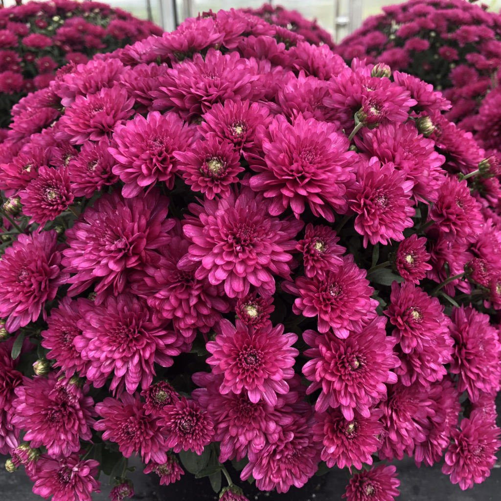 Wanda™ Purple Garden Mum - Order Online