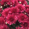 Garden Mum 'Morgana Red'