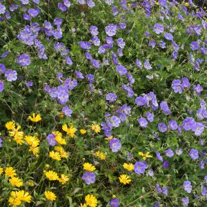 Geranium Rozanne - Order Cranesbill Online
