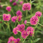 TRUFFULA™ Pink Gomphrena - Order Online