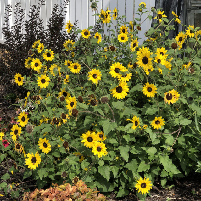 SUNCREDIBLE® Yellow Sunflower - Order Online