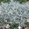 Helichrysum Icicles - Buy Licorice Plant Annuals Online