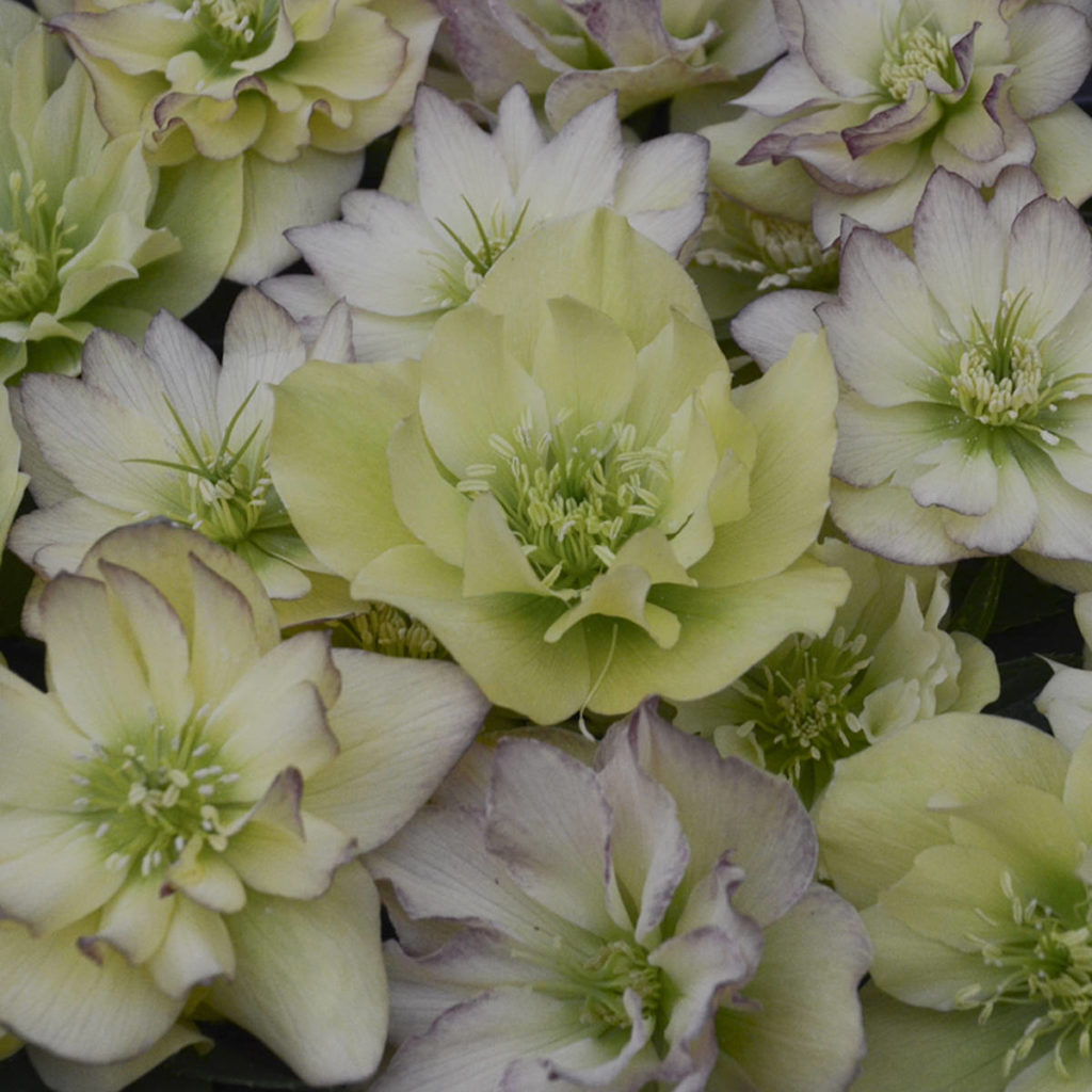 Helleborus WEDDING PARTY First Dance - Buy Lenten Rose Perennials Online