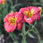 HAPPY EVER APPSTER™ 'Red Hot Returns' Daylily