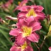 Hemerocallis HAPPY EVER APPSTER® 'Romantic Returns'