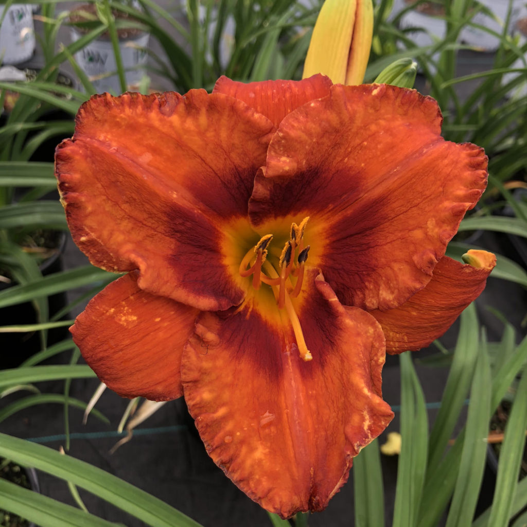 Hemerocallis Mighty Chestnut - Buy Daylily Perennials Online