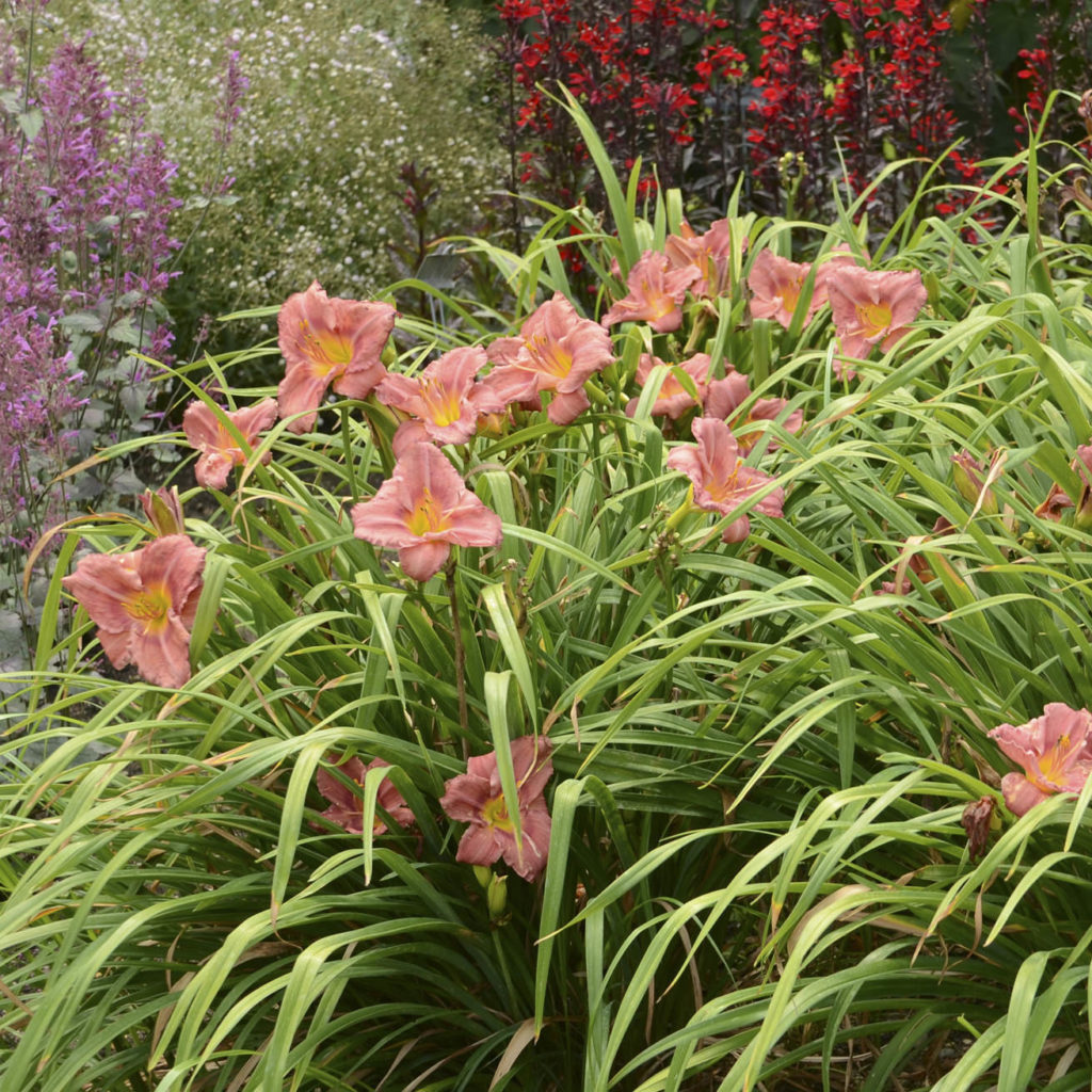 Hemerocallis Rosy Returns - Buy Daylily Perennials Online