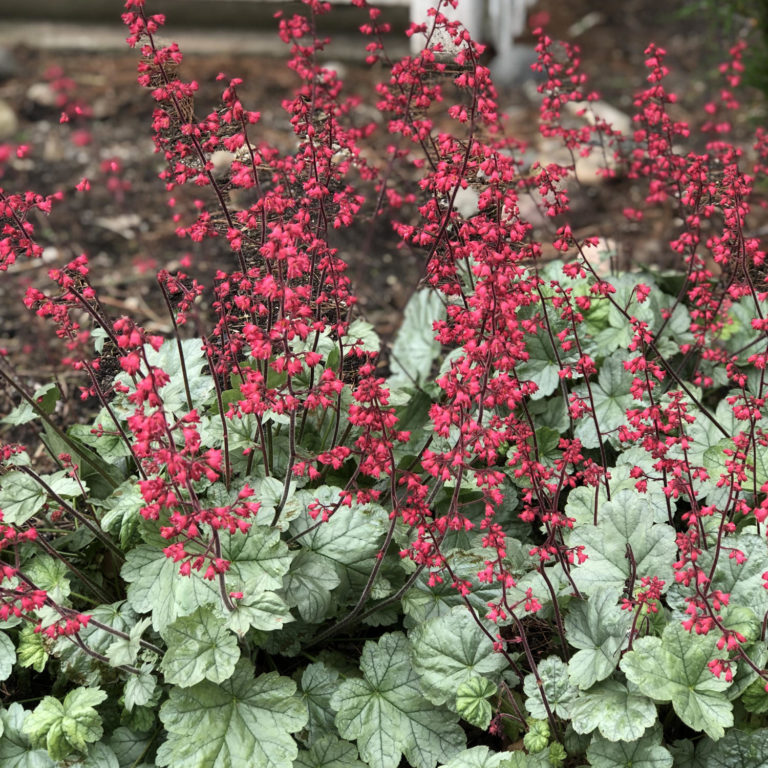 Heuchera Care - Planting, Growing & Cultural Information