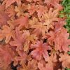 Order Heucherella Perennials Online