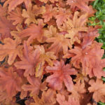 Order Heucherella Perennials Online