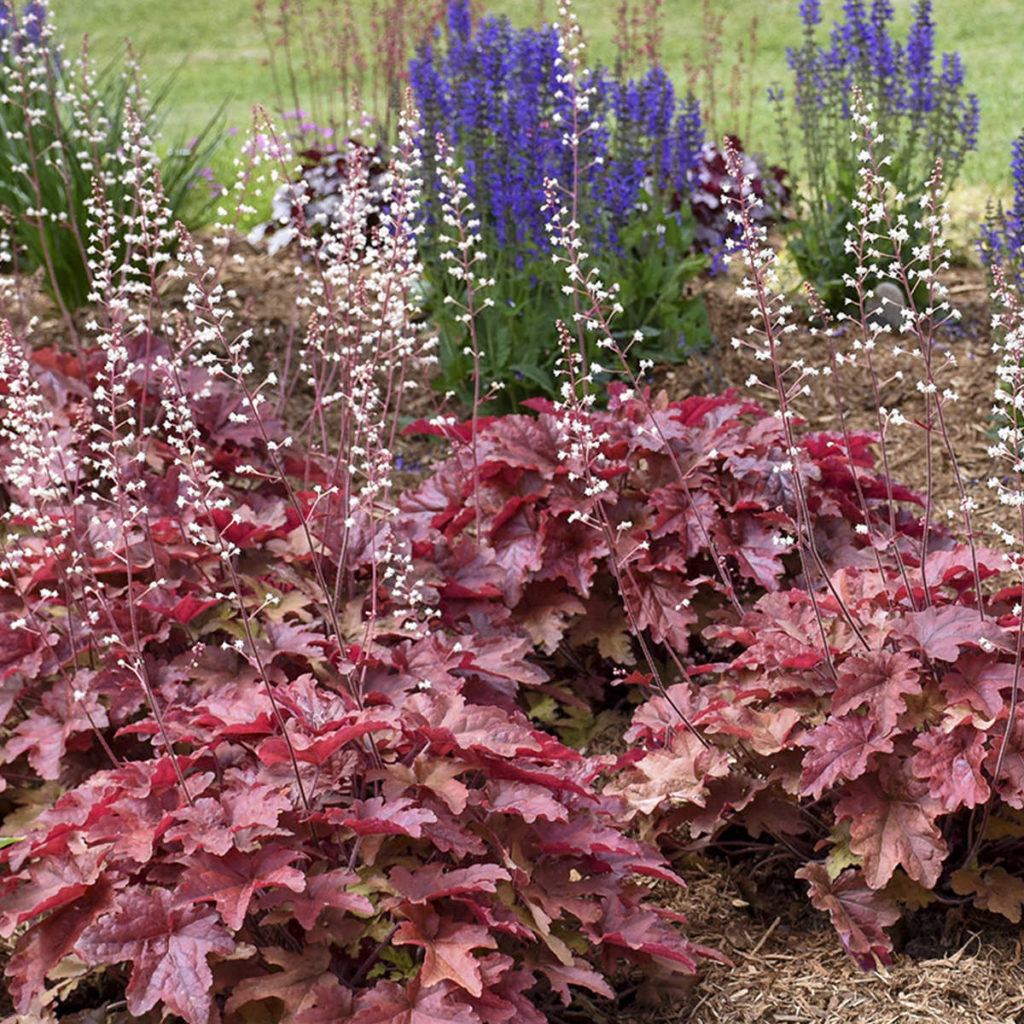FUN AND GAMES® Red Rover Heucherella - Order Online
