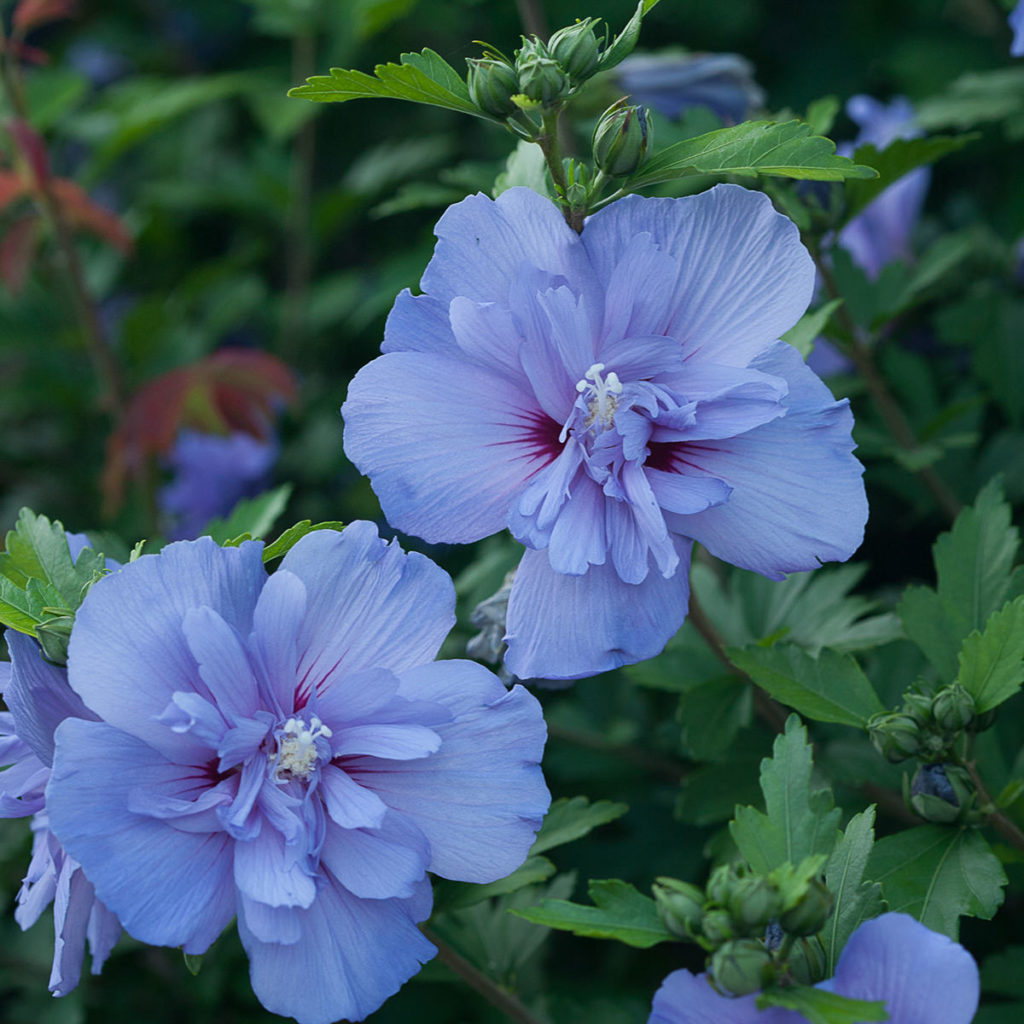 Blue Chiffon Rose Of Sharon | Long Blooming Flowering Shrub