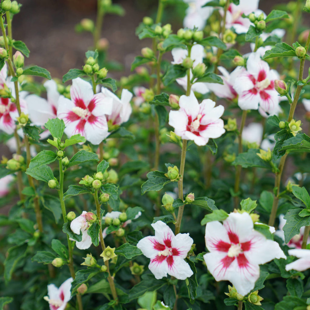 Hibiscus LIL KIM - Buy Rose of Sharon Shrubs Online