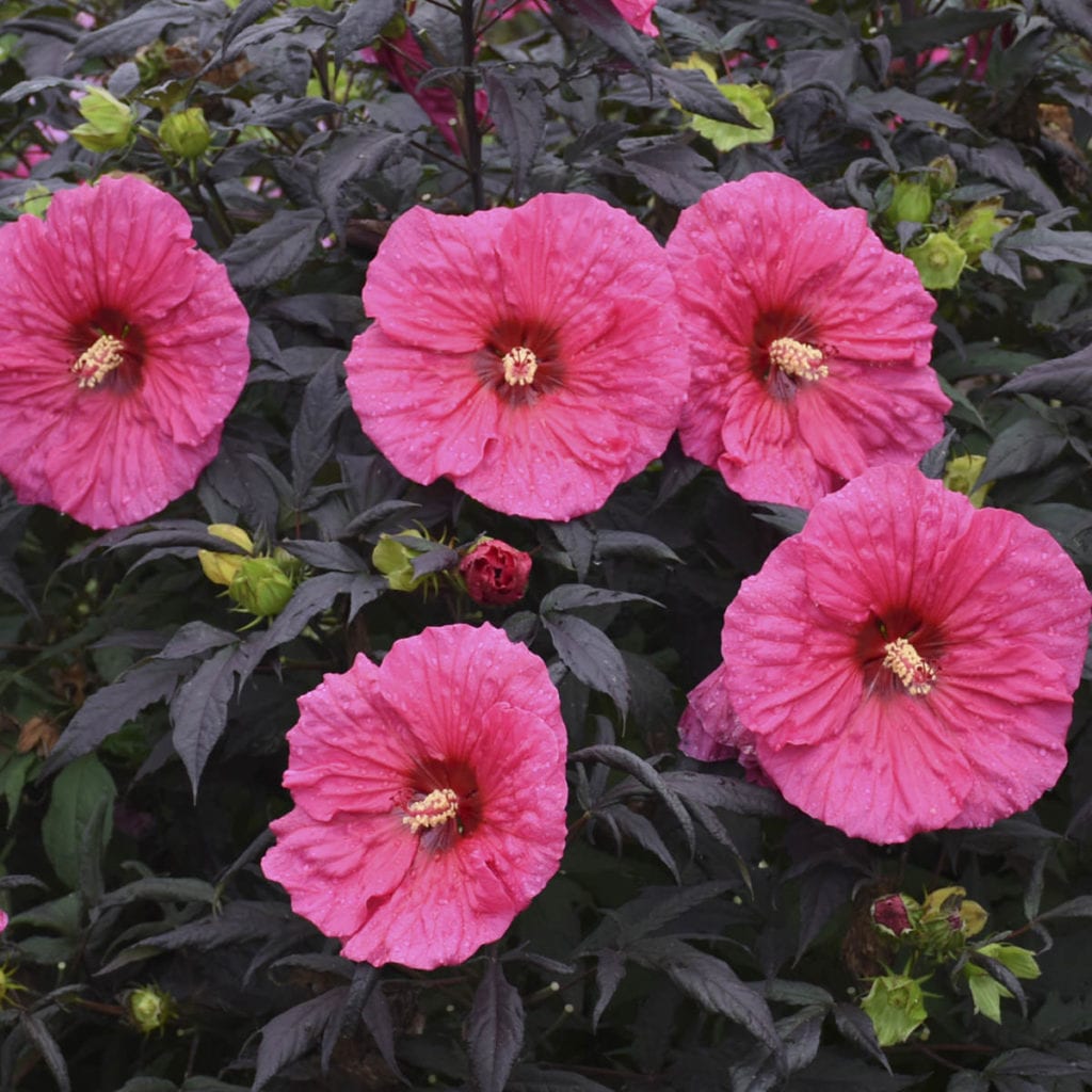 SUMMERIFIC® 'Evening Rose' Hibiscus