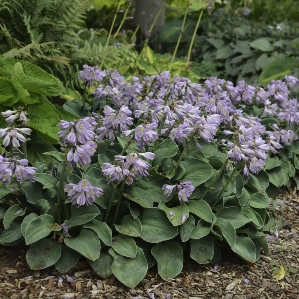 Hosta 'Blue Mouse Ears' - Garden Crossings