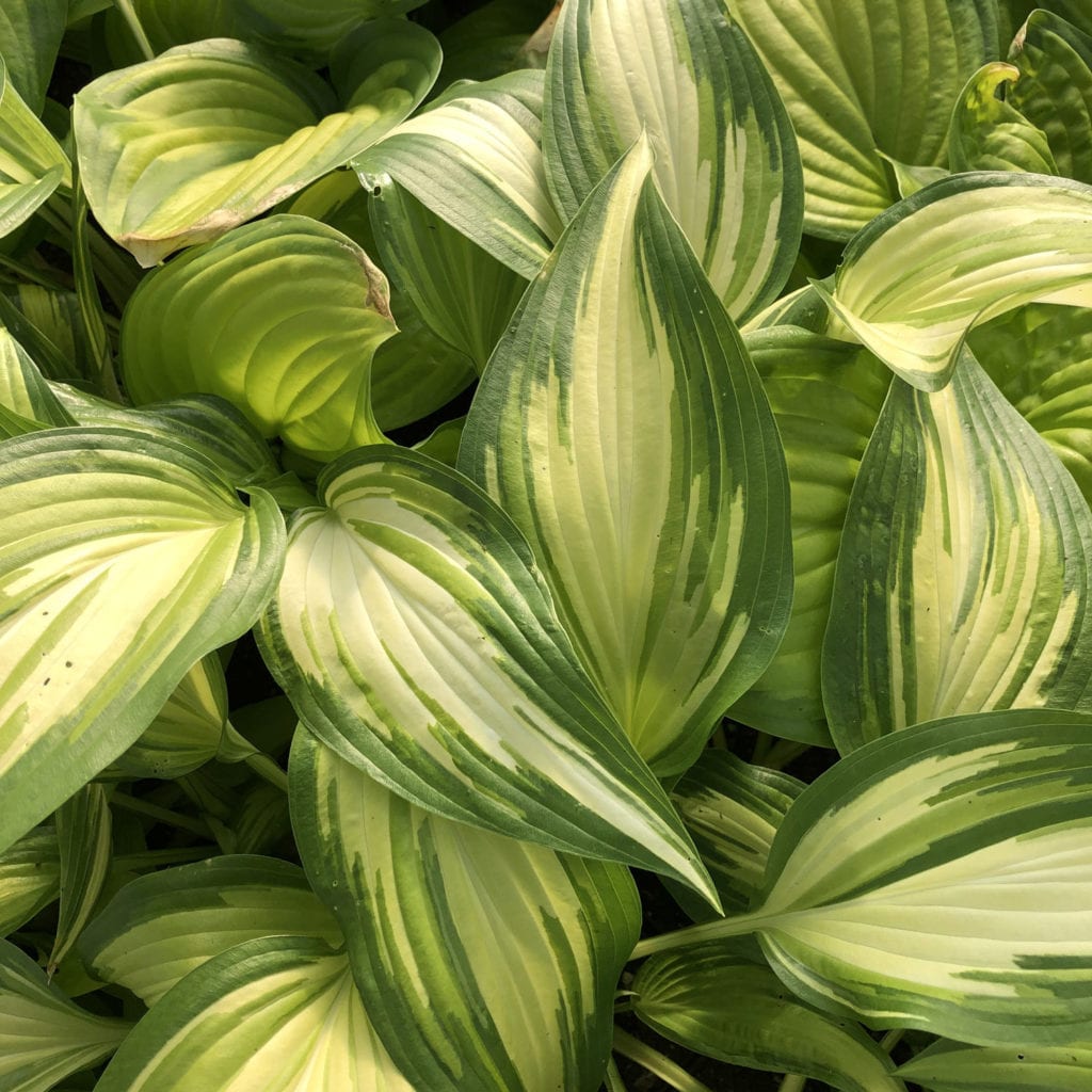 Hosta 'Cool as a Cucumber'