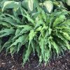 'Curly Fries' Hosta - Garden Crossings
