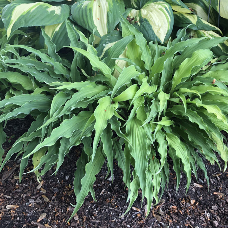 'Curly Fries' Hosta - Garden Crossings