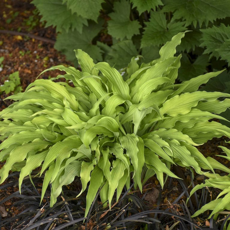 'Curly Fries' Hosta - Garden Crossings