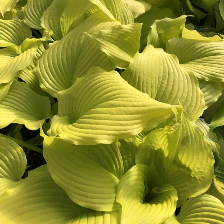 Hosta 'Dancing Queen'