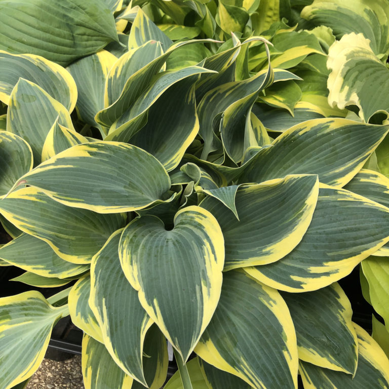 ‘First Frost’ Hosta - Order Online