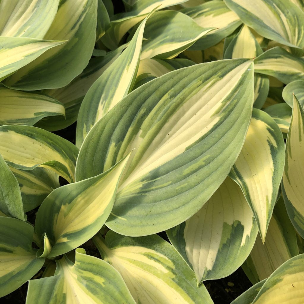 ‘High Society’ Hosta - Order Online