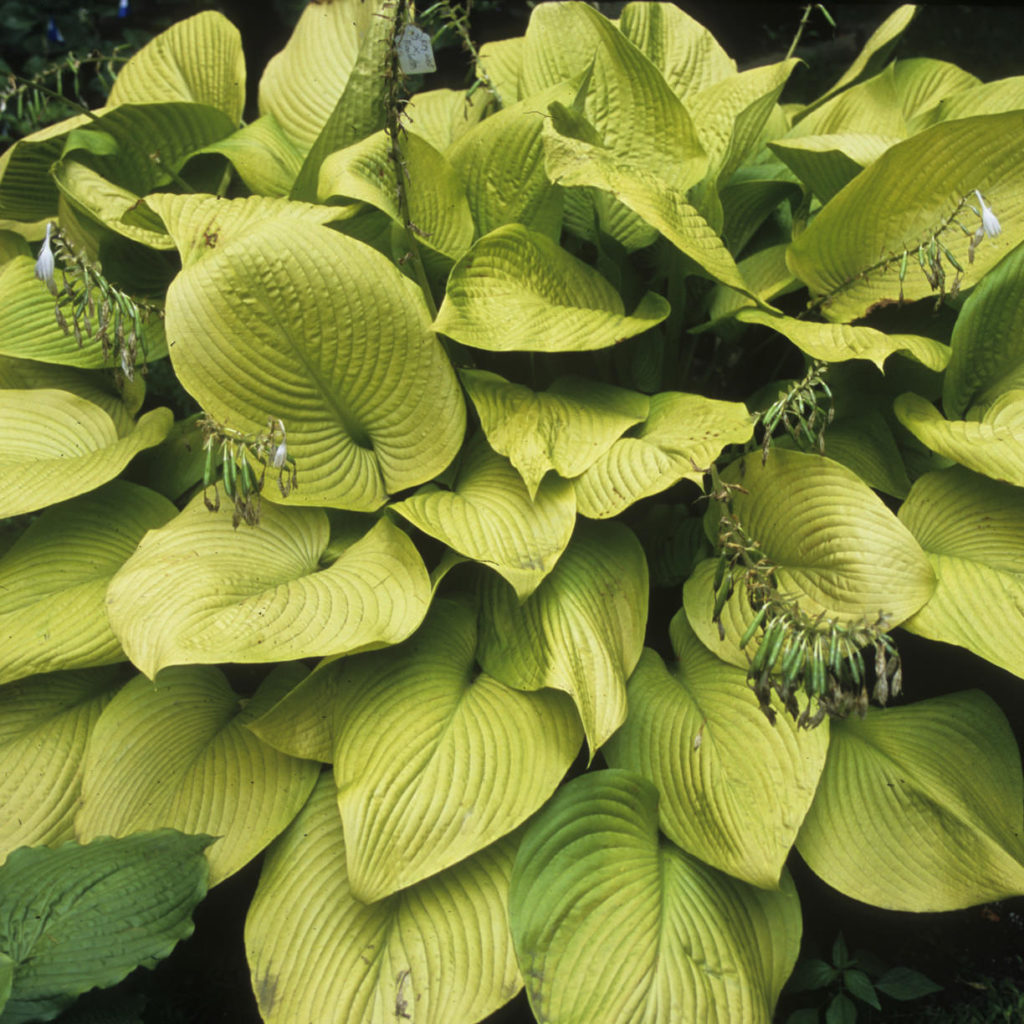 Hosta Key West - Buy Hostas Perennials Online