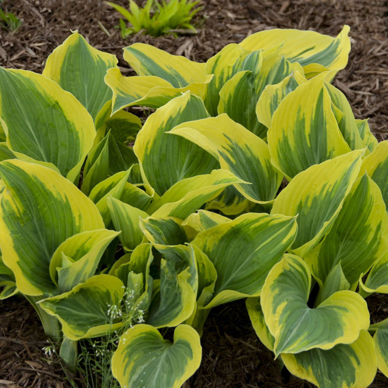 Hosta 'Liberty' - Order Online