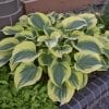Hosta 'Liberty' - Order Online