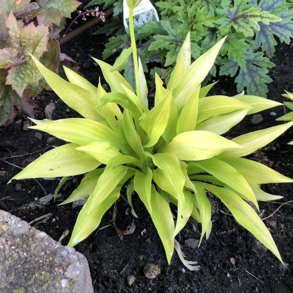 'Munchkin Fire' Hosta - Order Online