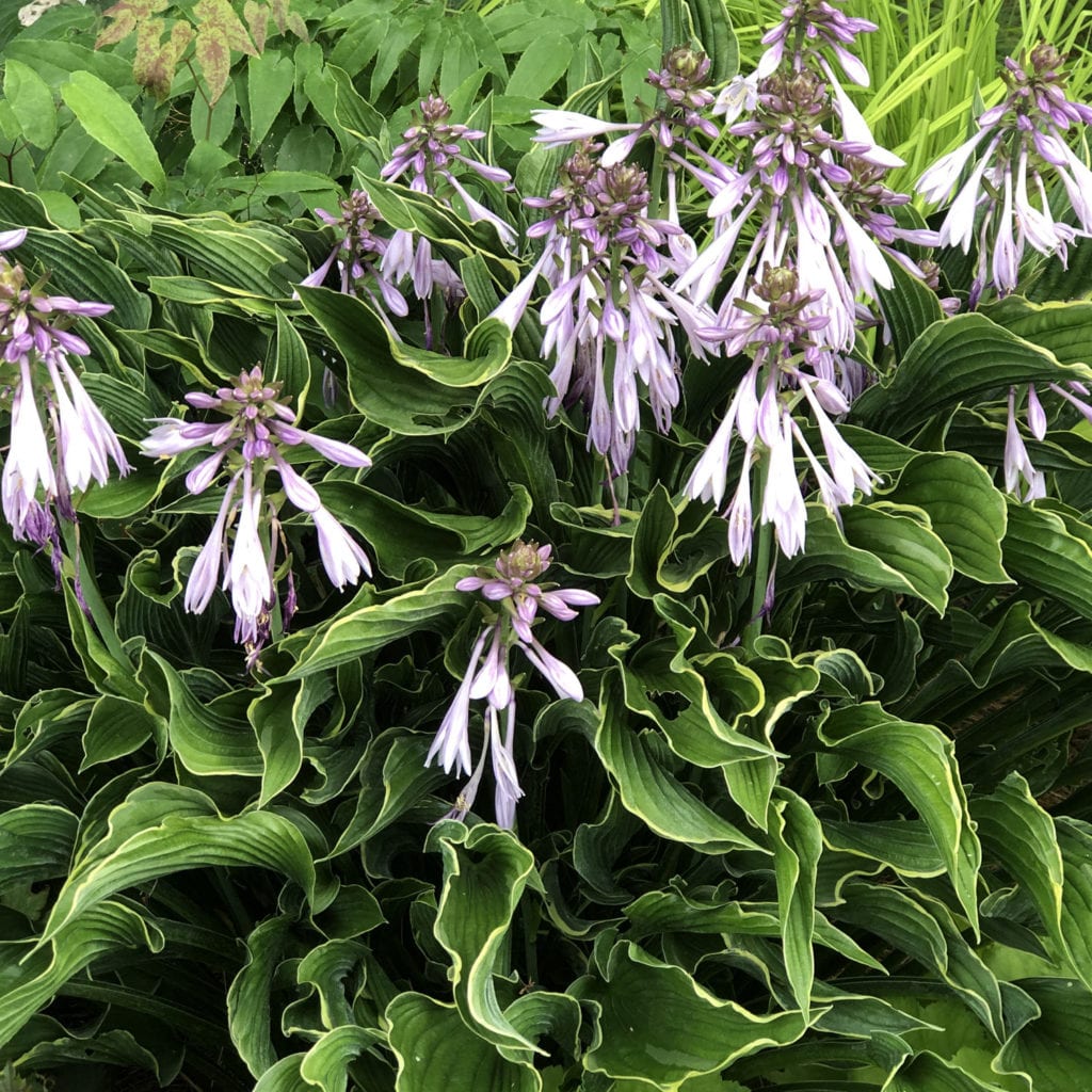 ‘Praying Hands’ Hosta - Garden Crossings